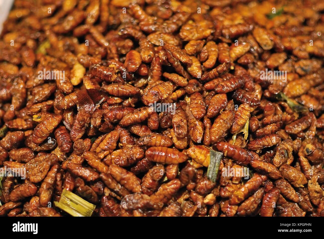 Cicada Insect Thailand High Resolution Stock Photography and Images - Alamy