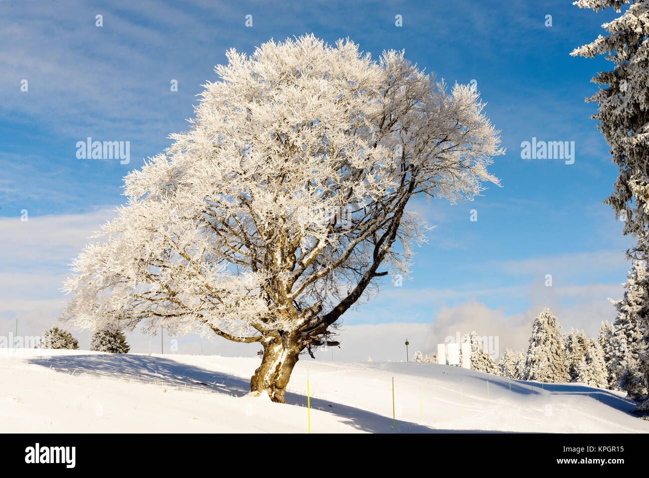 Winter tree in snow in winter Stock Photo - Alamy