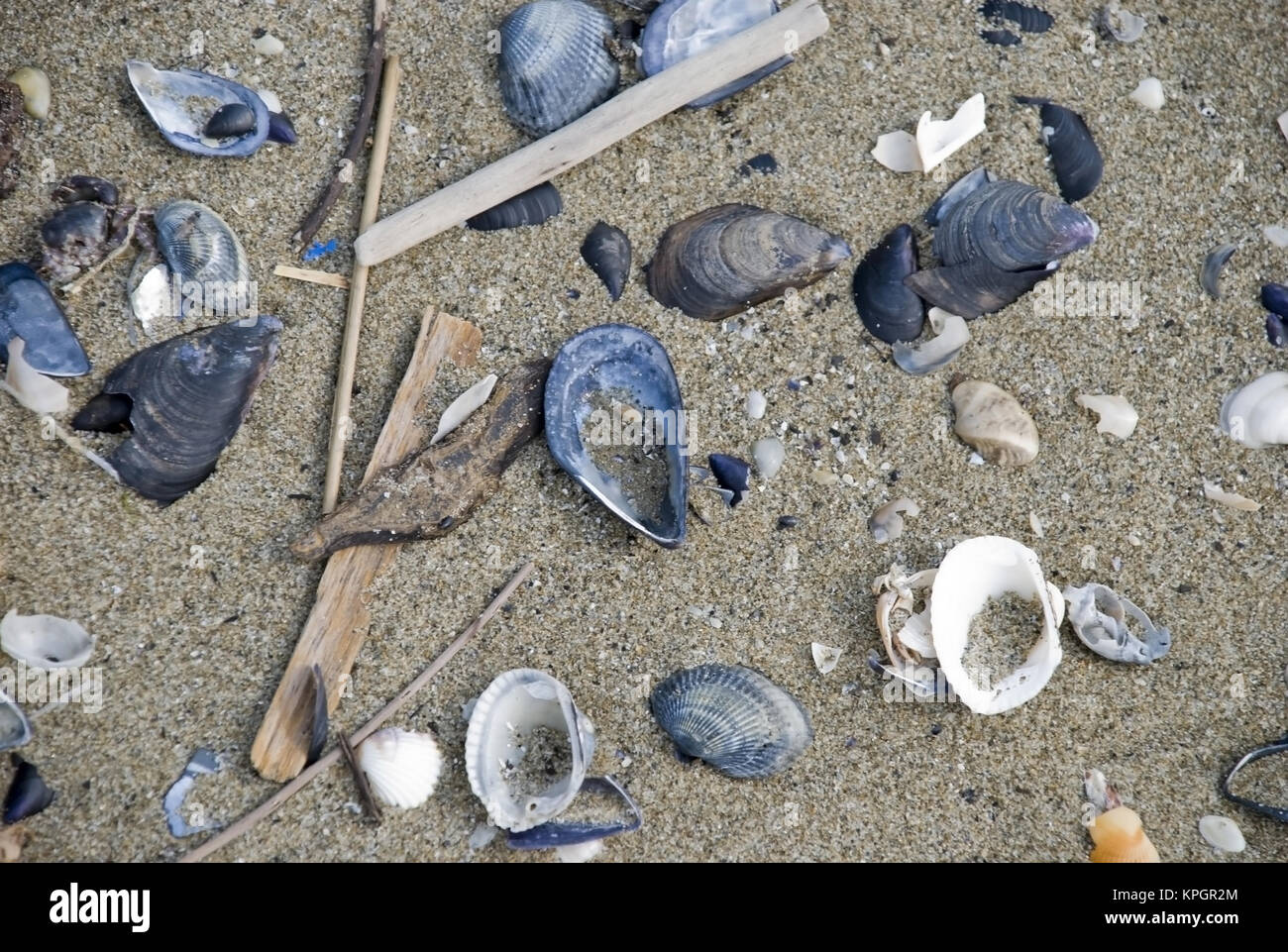 Muscheln am Strand - shells on the beach Stock Photo - Alamy
