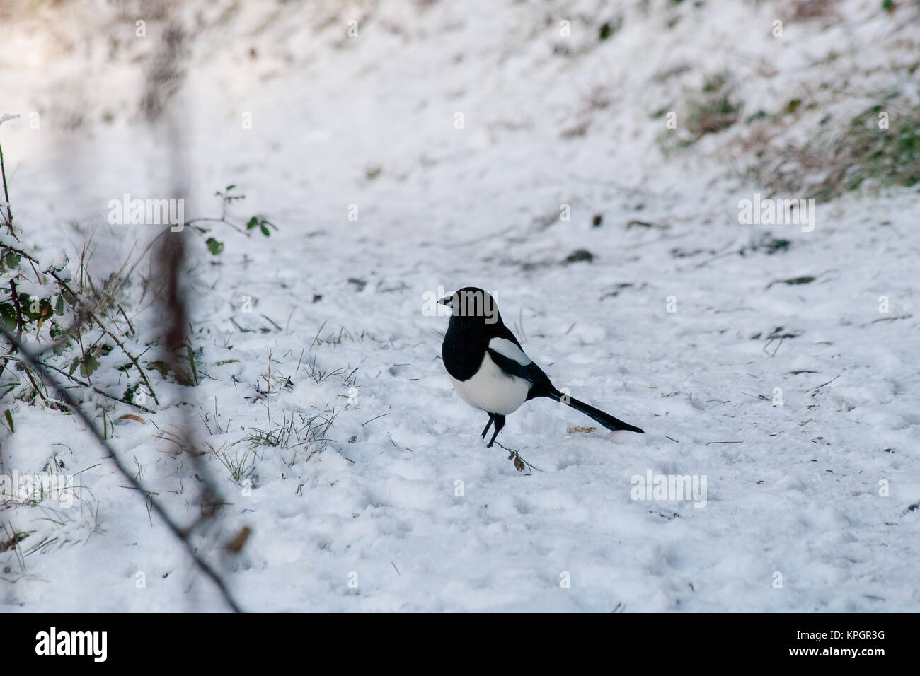 Magpie looking for food in snow in the Phoenix Park in Dublin on a ...