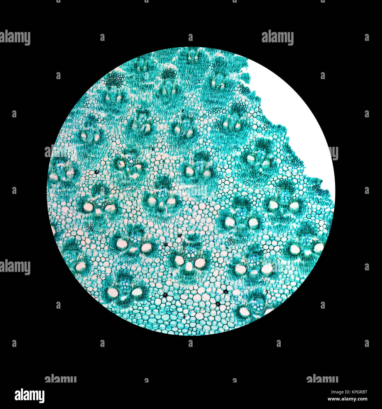Light microscope cross section stem hi-res stock photography and images ...