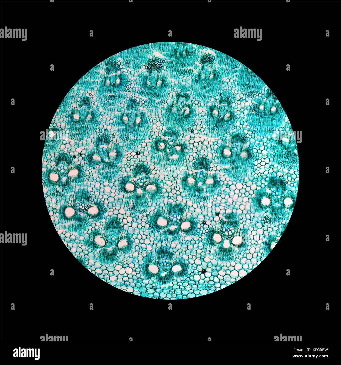 Cross section stem microscope hi-res stock photography and images - Alamy