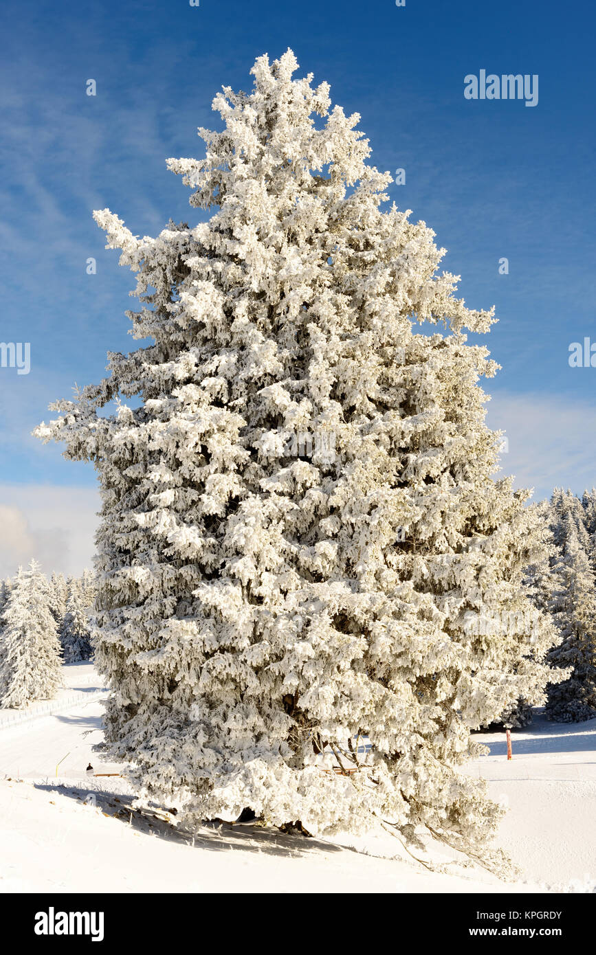 winter trees in snow in winter Stock Photo - Alamy