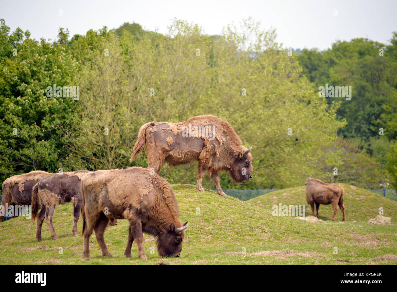 European Bison herd in fota wildlife park Stock Photo - Alamy
