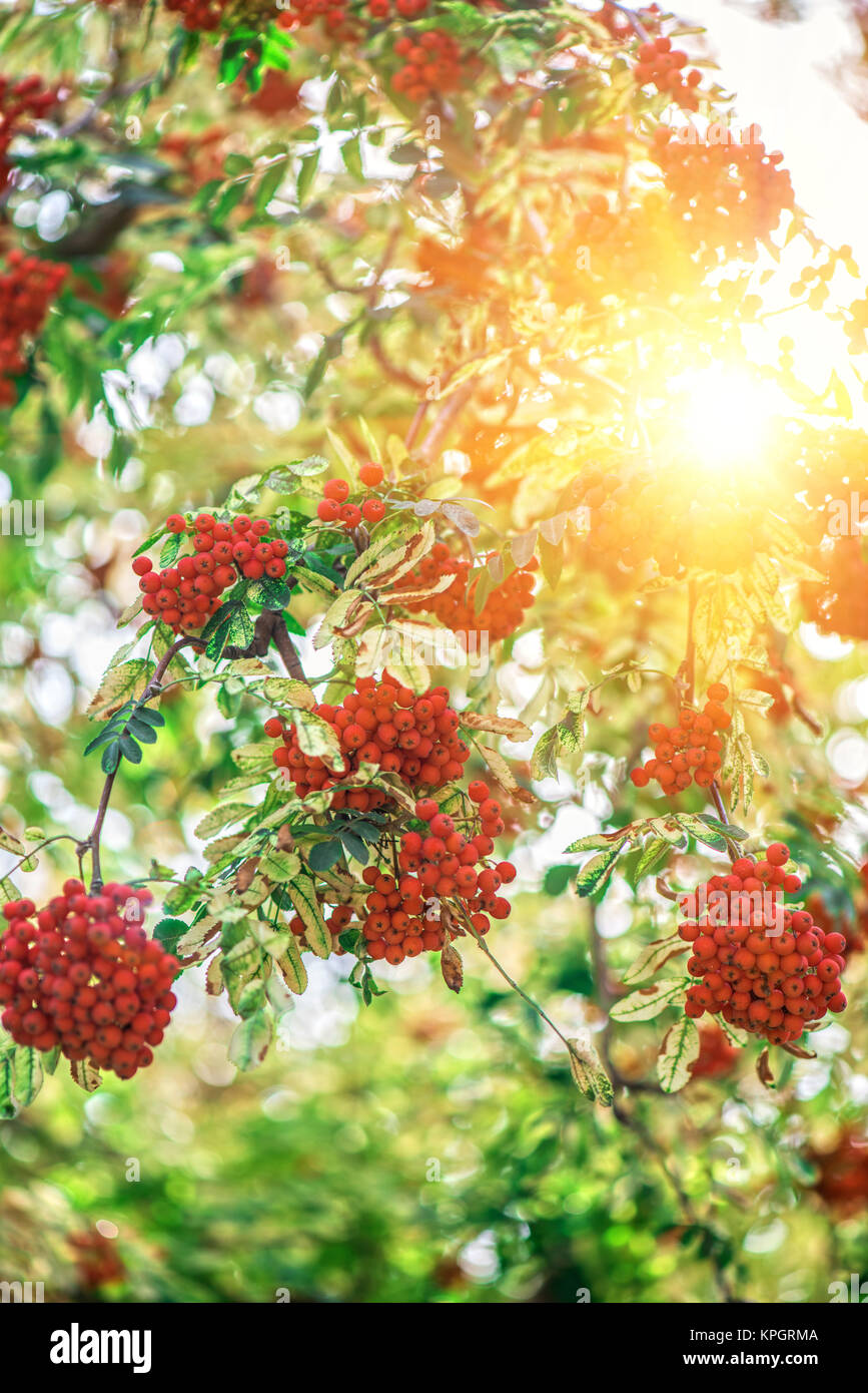 rowan-tree with rowanberry Stock Photo - Alamy