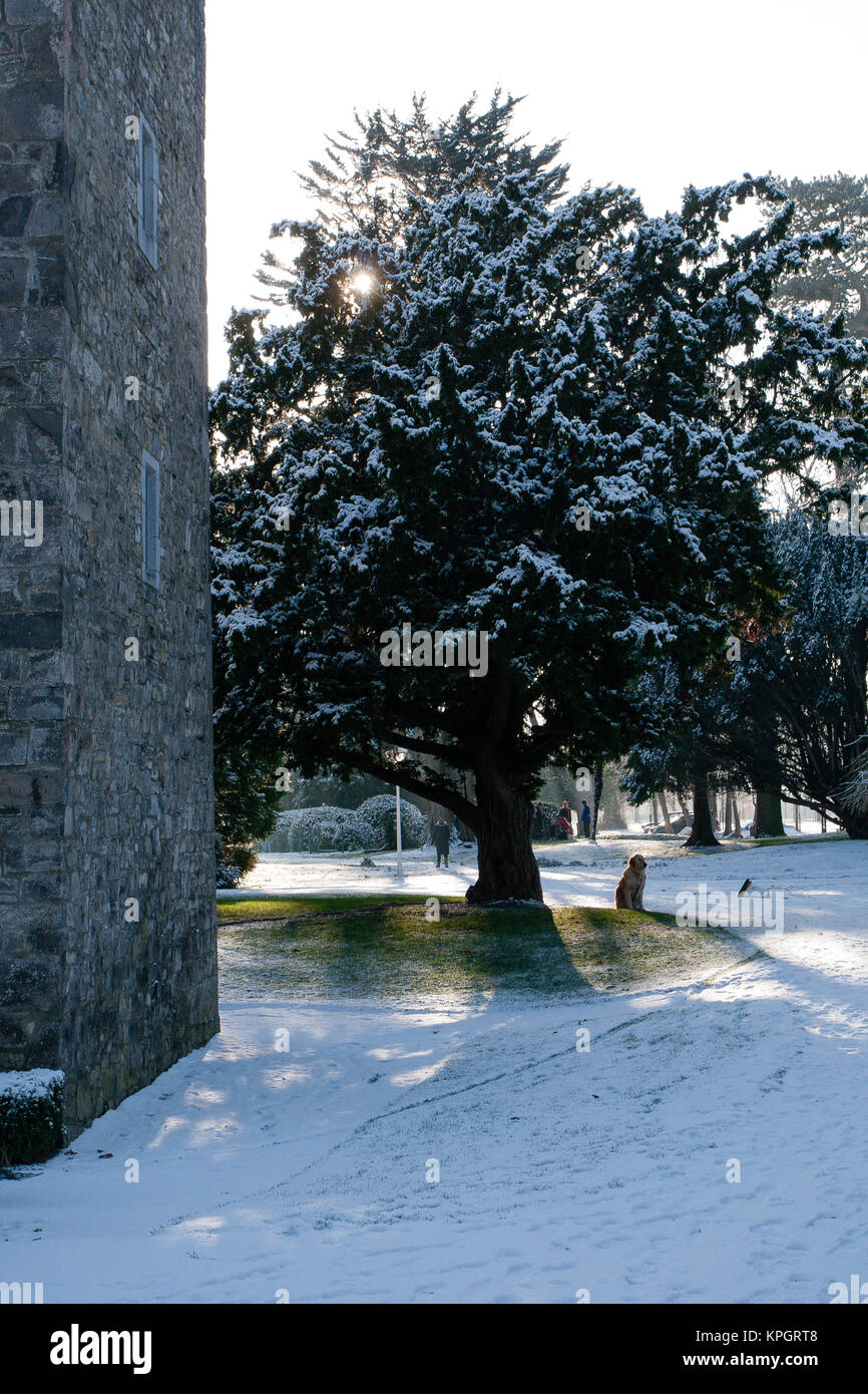 Dog waiting under a tree in the Phoenix Park in Dublin on a beautiful ...