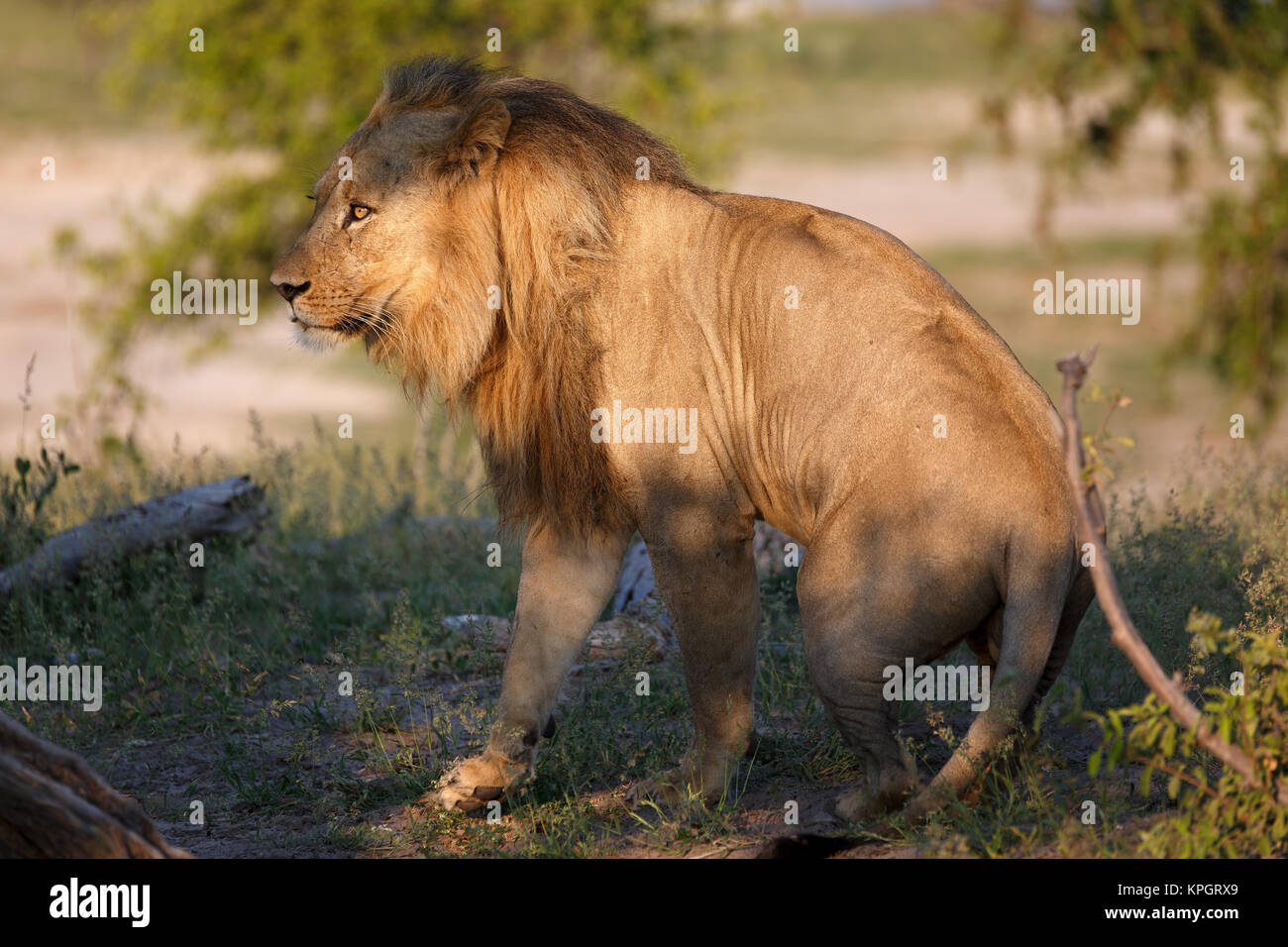 Lion sports hi-res stock photography and images - Alamy