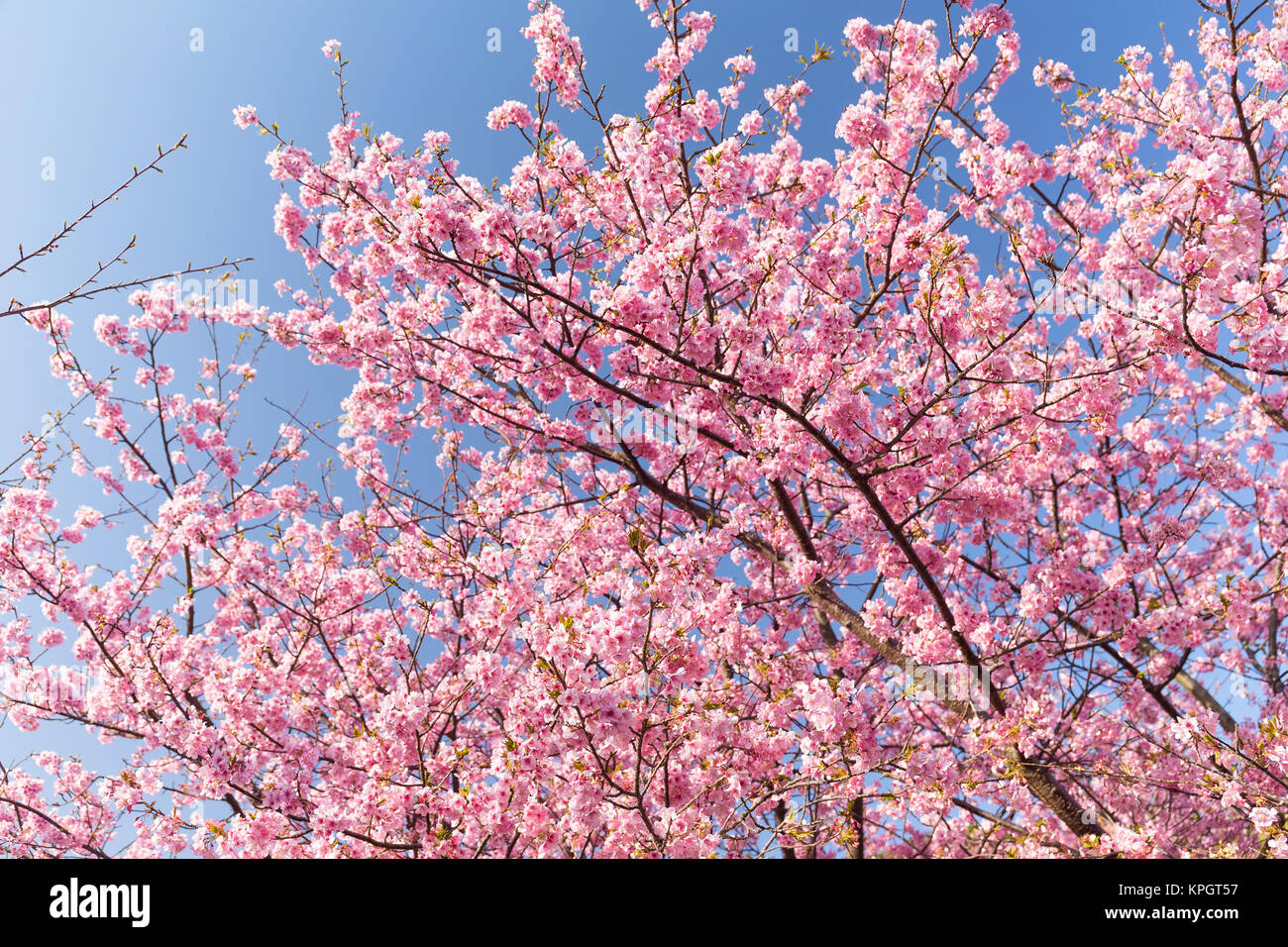 Sakura tree with blue sky Stock Photo - Alamy