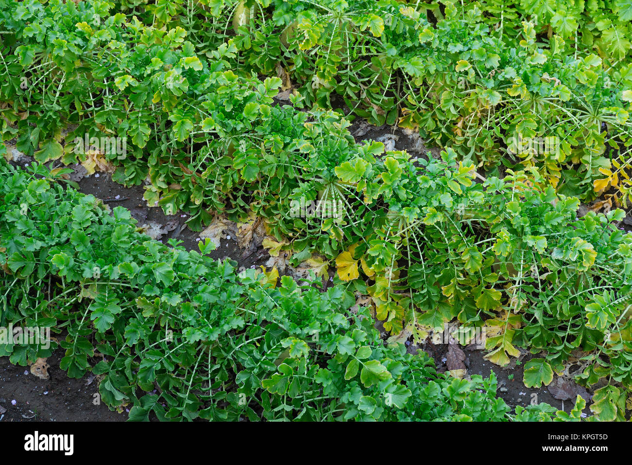 Radishes plant in a farm field Stock Photo - Alamy