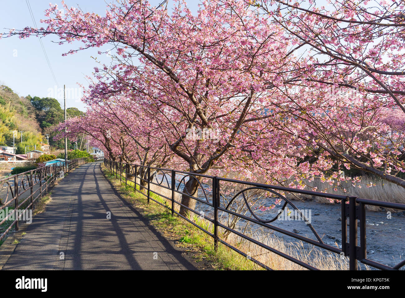 Sakura and walkway Stock Photo - Alamy