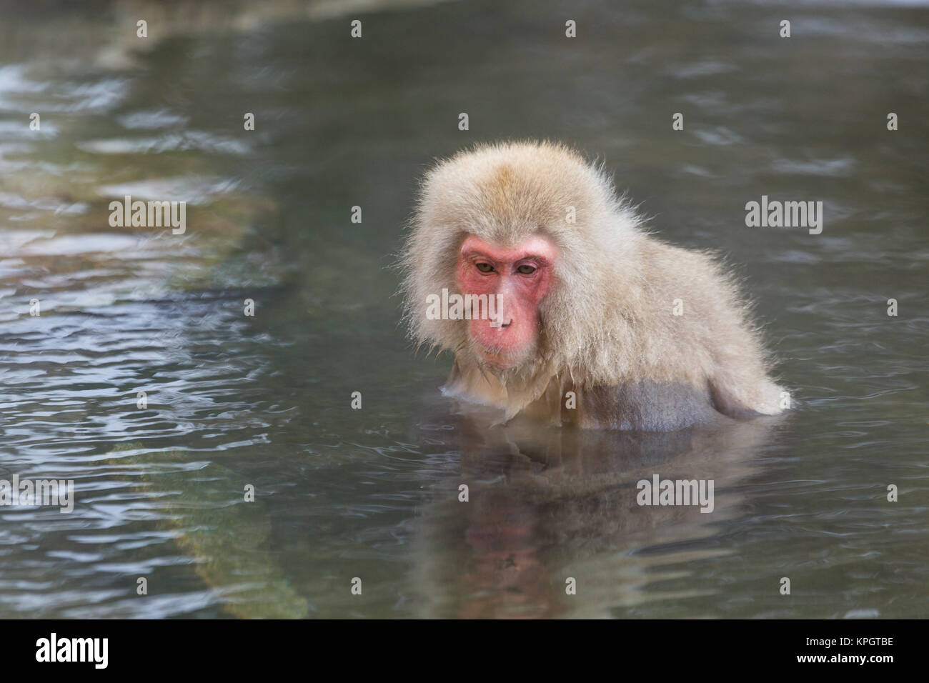 Monkey enjoy onsen in Japanese Stock Photo - Alamy