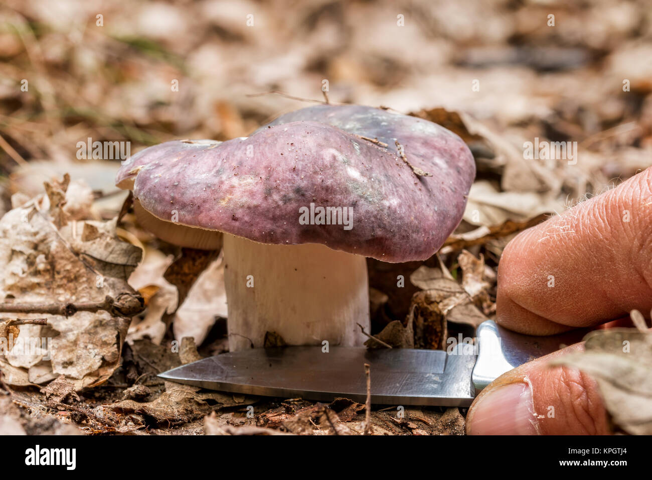 Red russula mushroom in the forest Stock Photo - Alamy