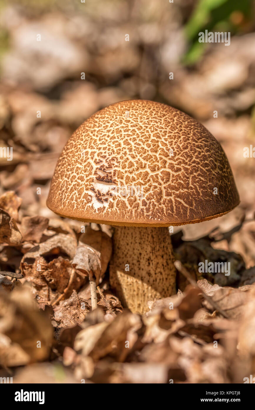 Scaber stalk mushroom (Leccinum scabrum Stock Photo - Alamy
