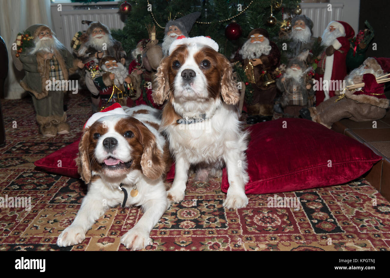 Cavalier king charles spaniel dogs in front of a christmas tree with ...