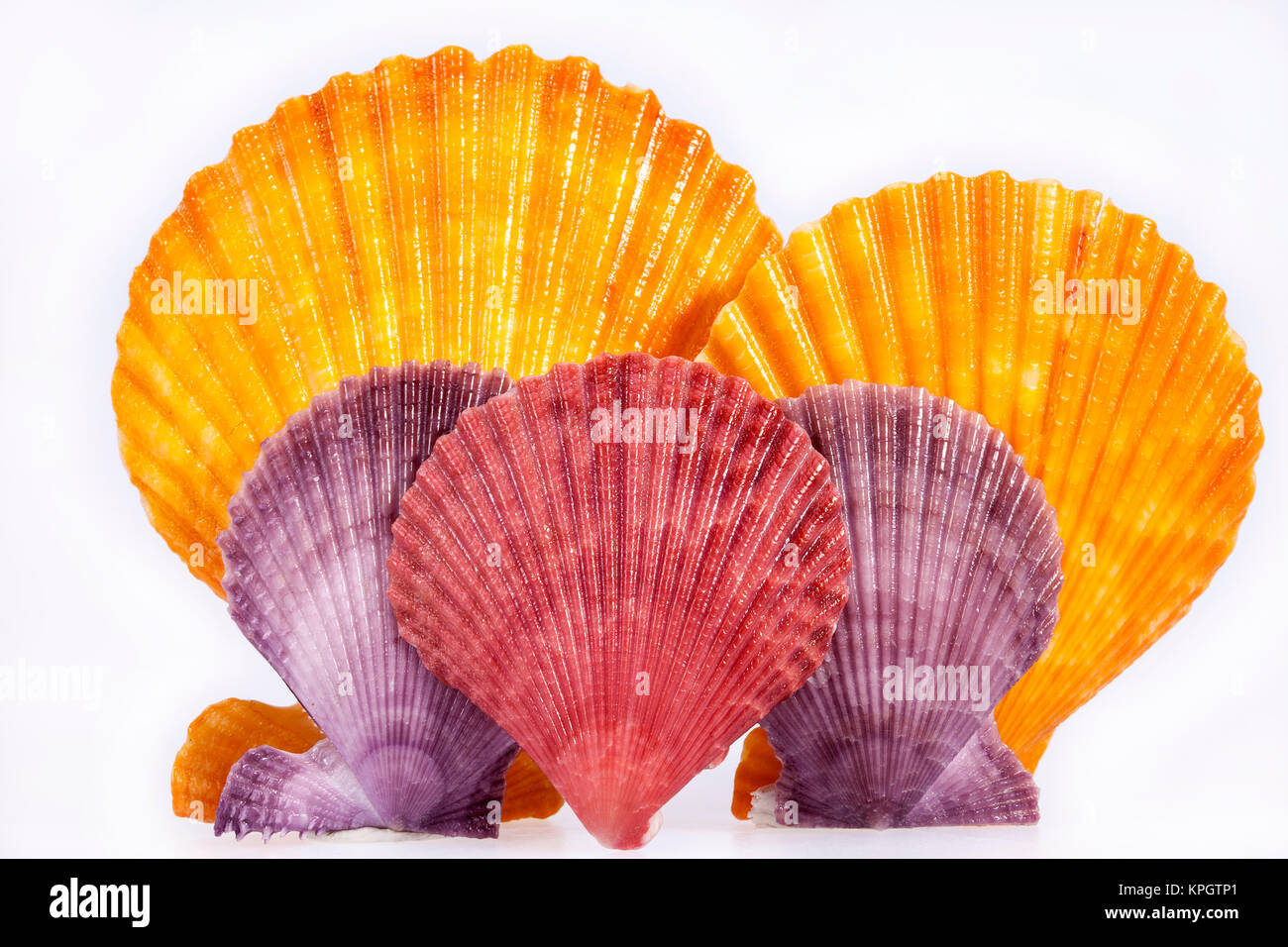 some colorful seashells of mollusk isolated on white background, close ...