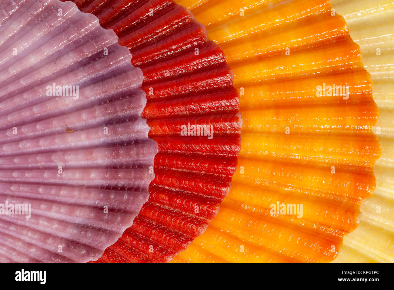 background of colorful sea shells of mollusk, close up Stock Photo - Alamy