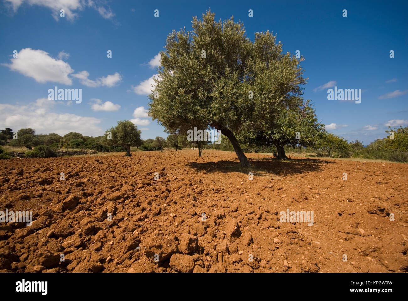 Cyprus, Karpas peninsula, Sipahi village, olive tree Stock Photo - Alamy
