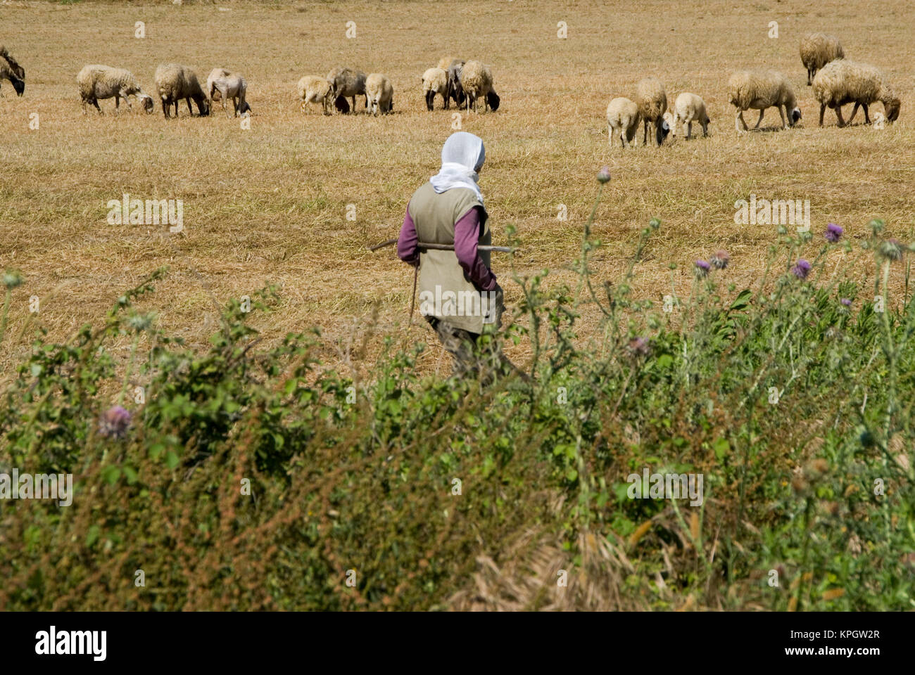 Cyprus, Karpas peninsula, Dipkarpaz, flock Stock Photo - Alamy