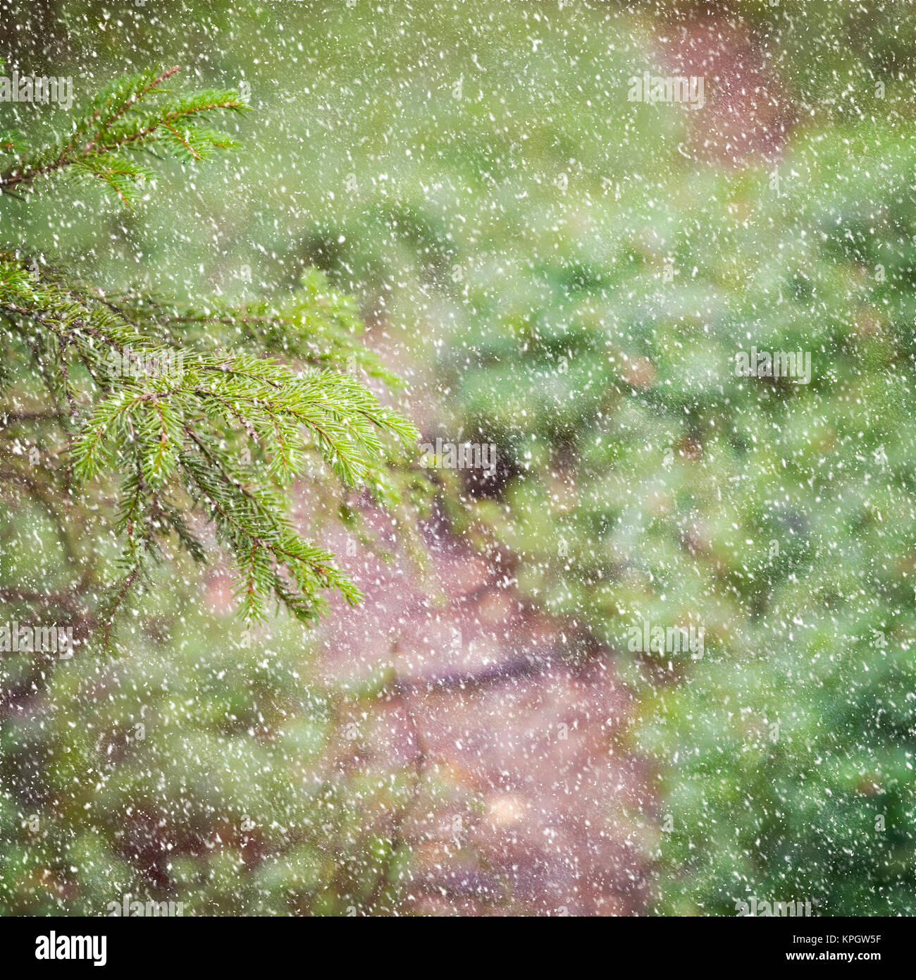 Winter forest background snowy hi-res stock photography and images - Alamy