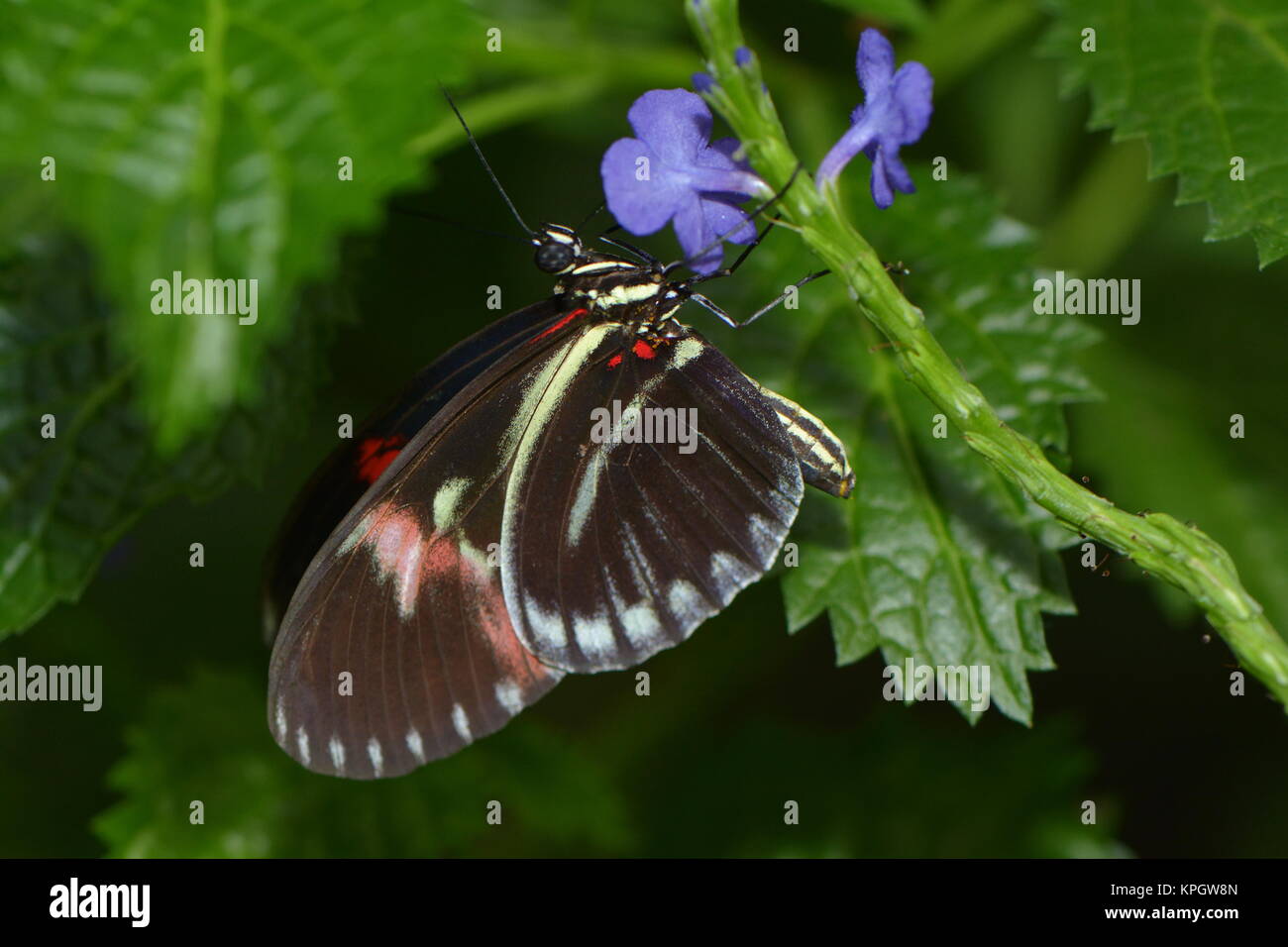 Flutter wings hi-res stock photography and images - Alamy