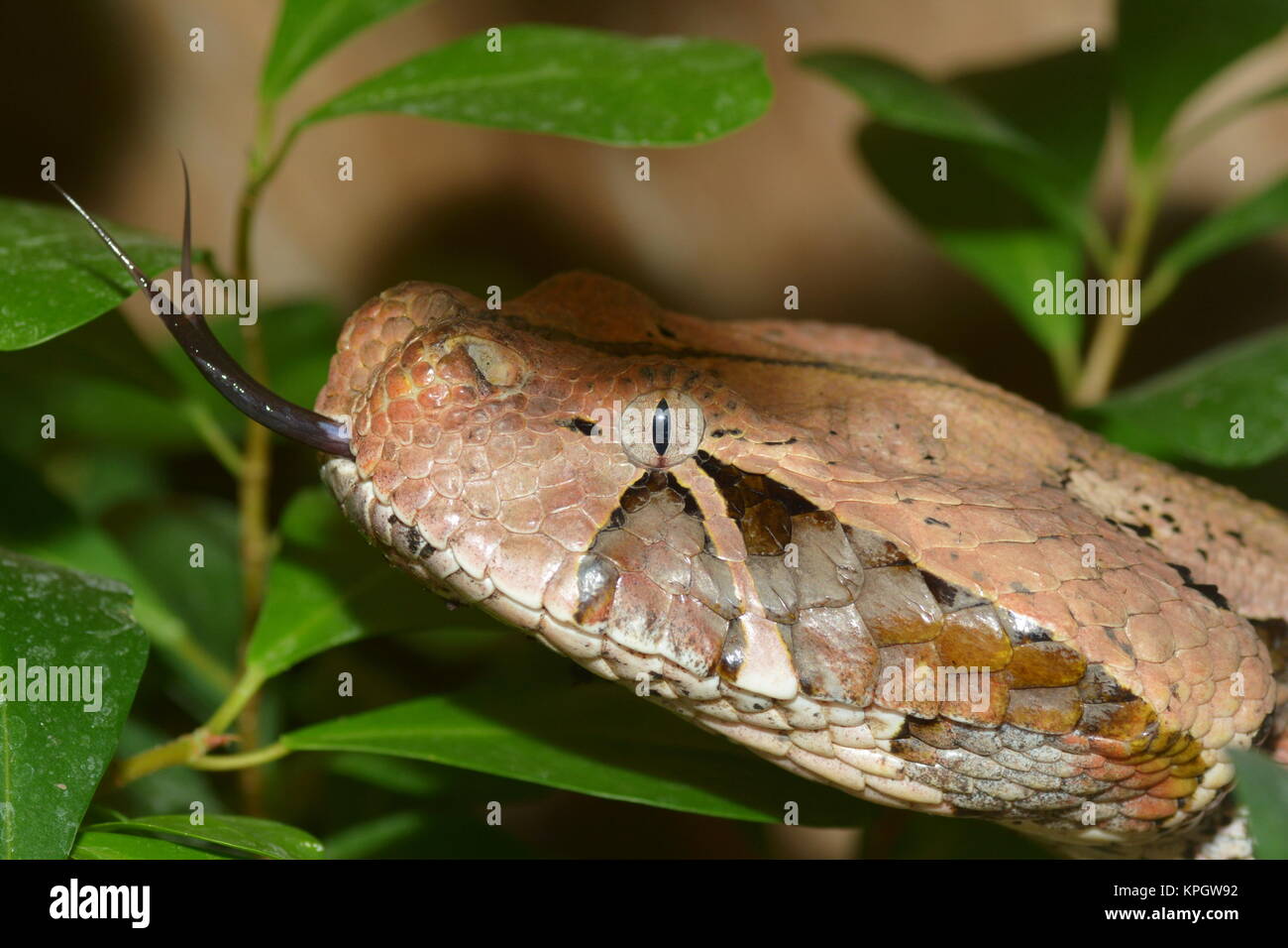 Real viper hi-res stock photography and images - Alamy