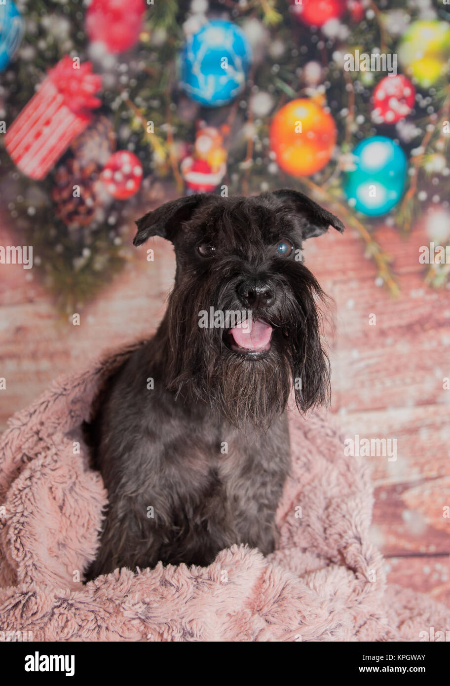 Mini schnauzer Christmas photo Stock Photo - Alamy