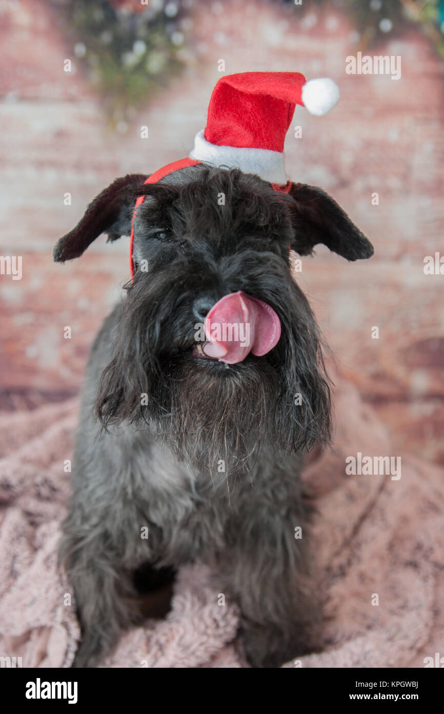 Mini schnauzer Christmas photo Stock Photo - Alamy