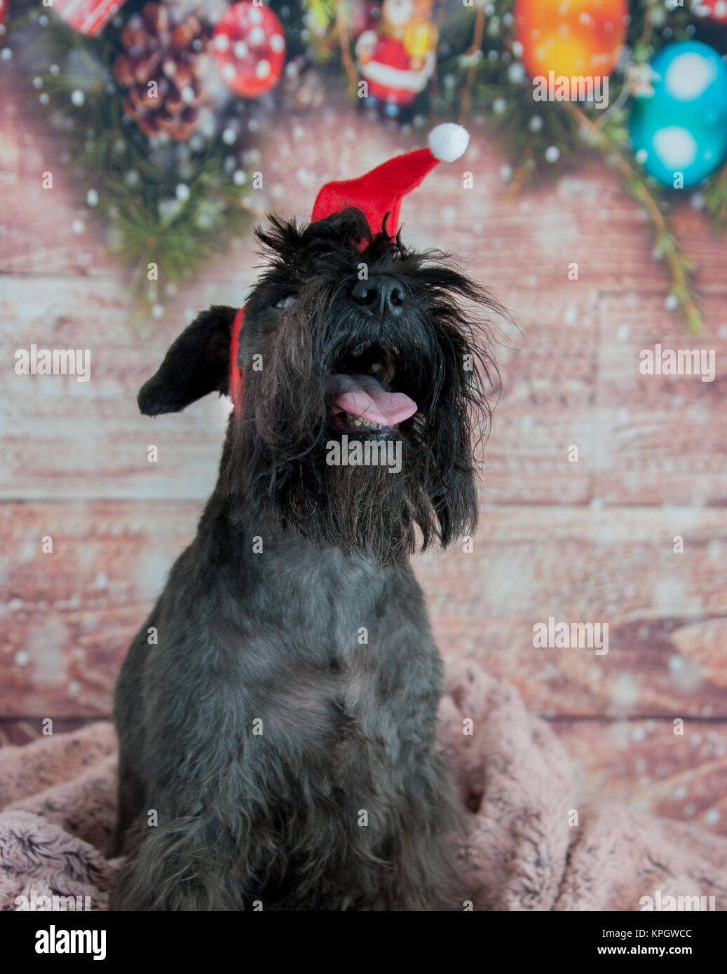 Mini schnauzer Christmas photo Stock Photo - Alamy