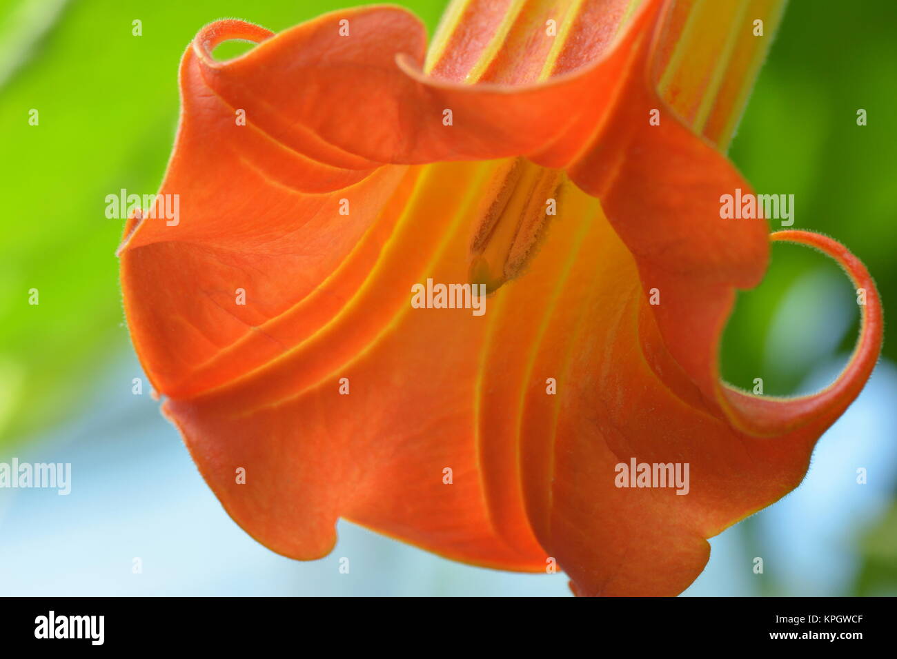 Red Angel's Trumpet Stock Photo - Alamy