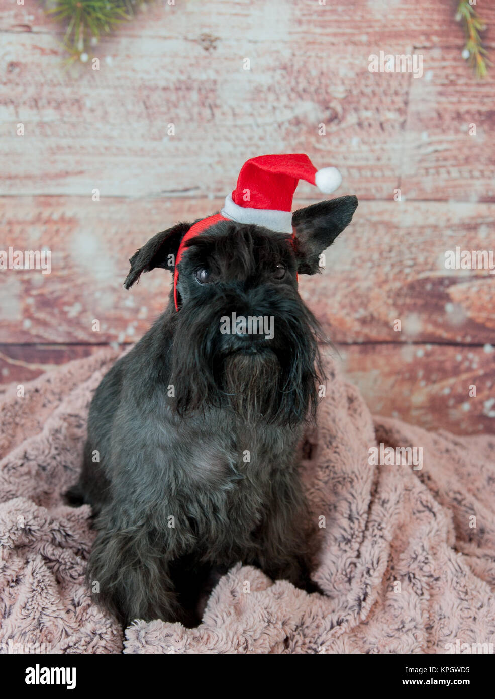Mini schnauzer Christmas photo Stock Photo - Alamy