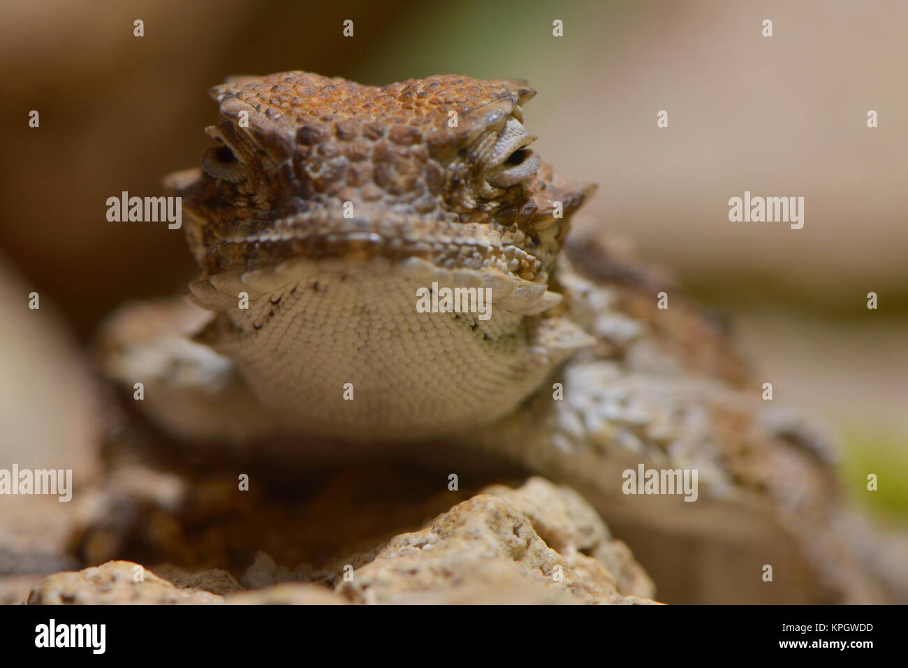Scaled lizards hi-res stock photography and images - Alamy