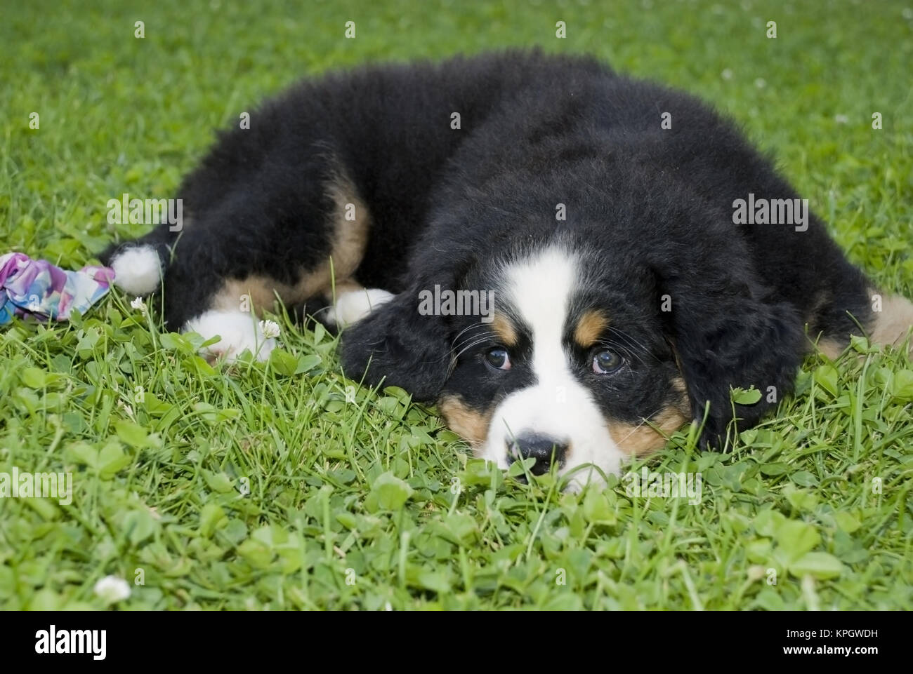 Berner Sennenhund, Welpe - Bernese cattle dog, puppy Stock Photo - Alamy