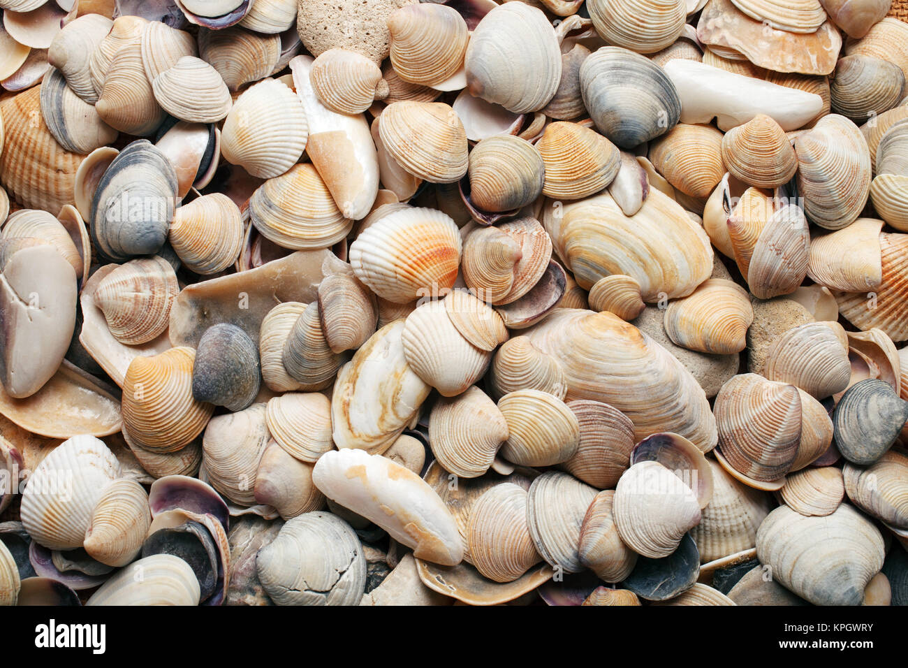 sea shells background Stock Photo - Alamy