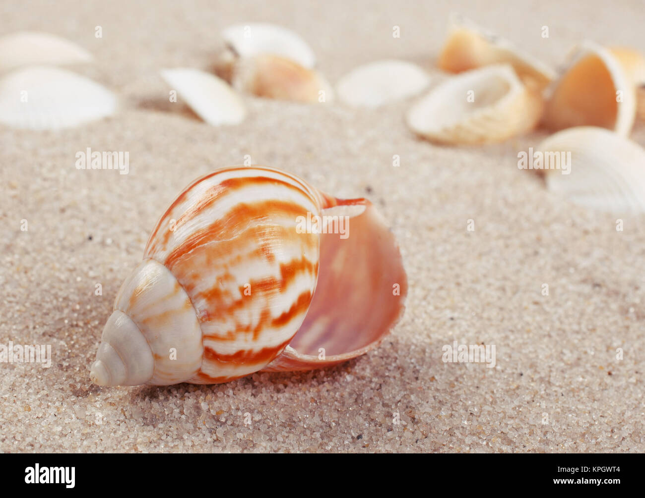 beautiful Sea shells on sand Stock Photo - Alamy