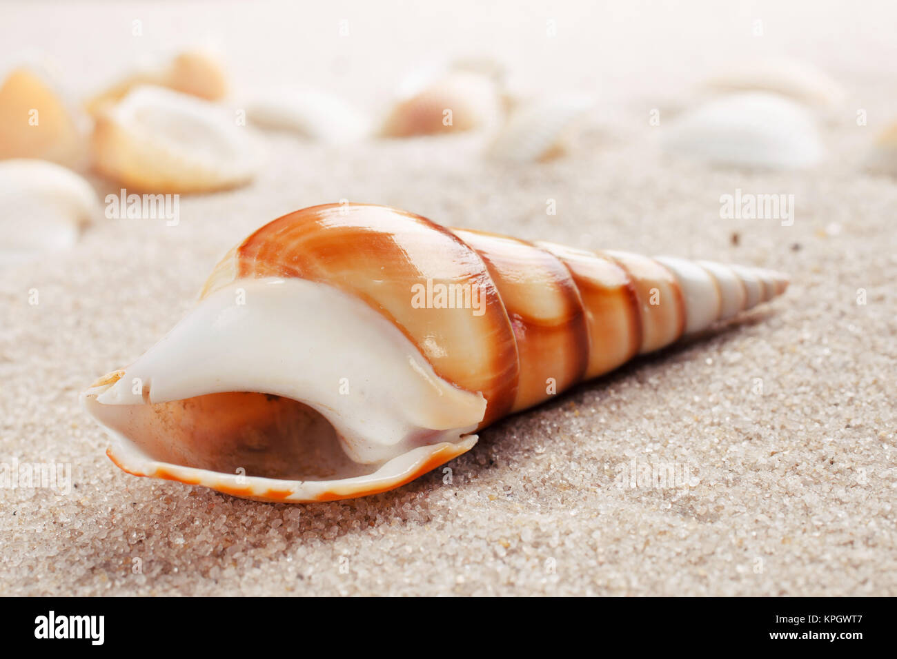 beautiful Sea shells on sand Stock Photo - Alamy