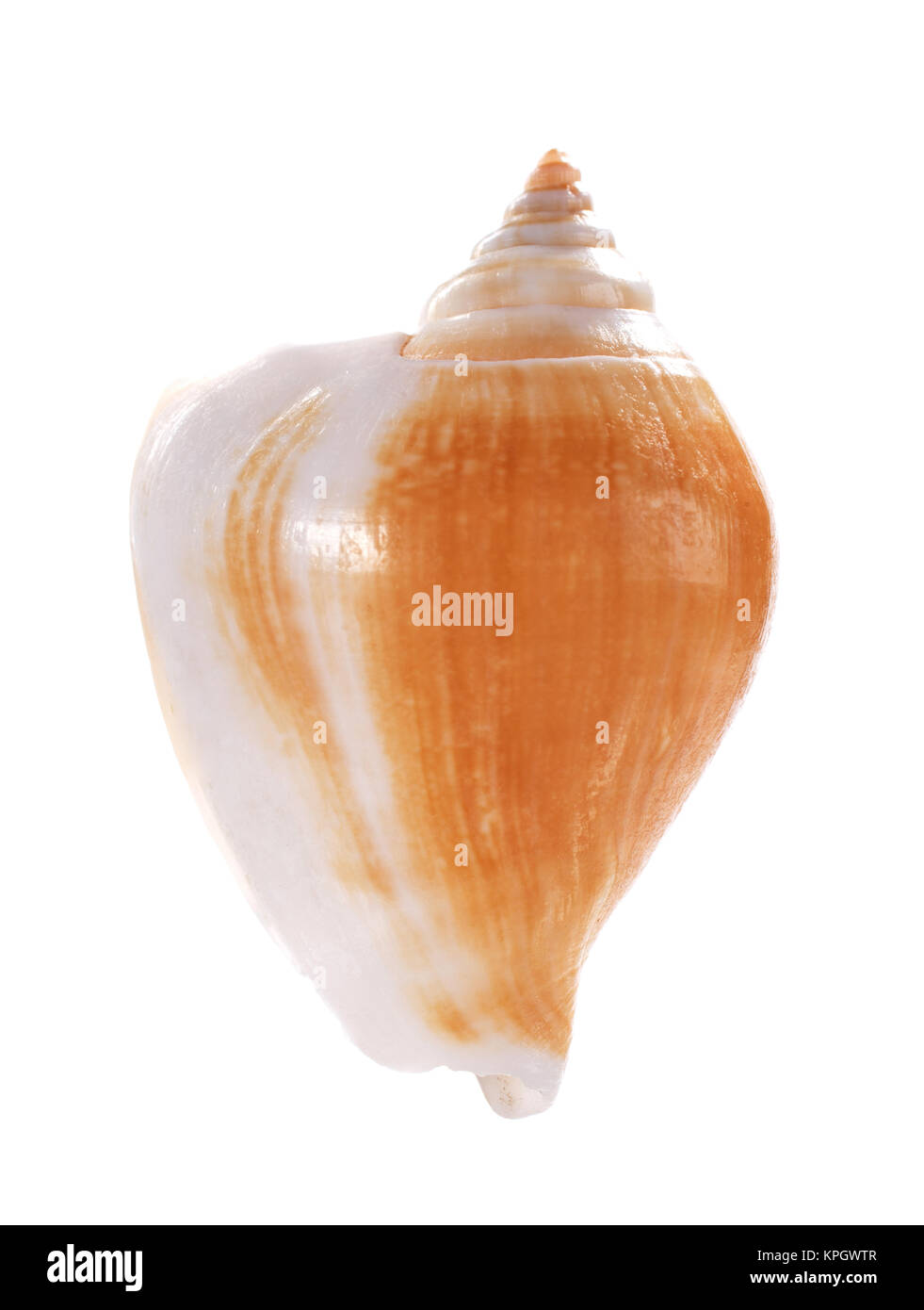 Sea shell isolated on white background Stock Photo - Alamy