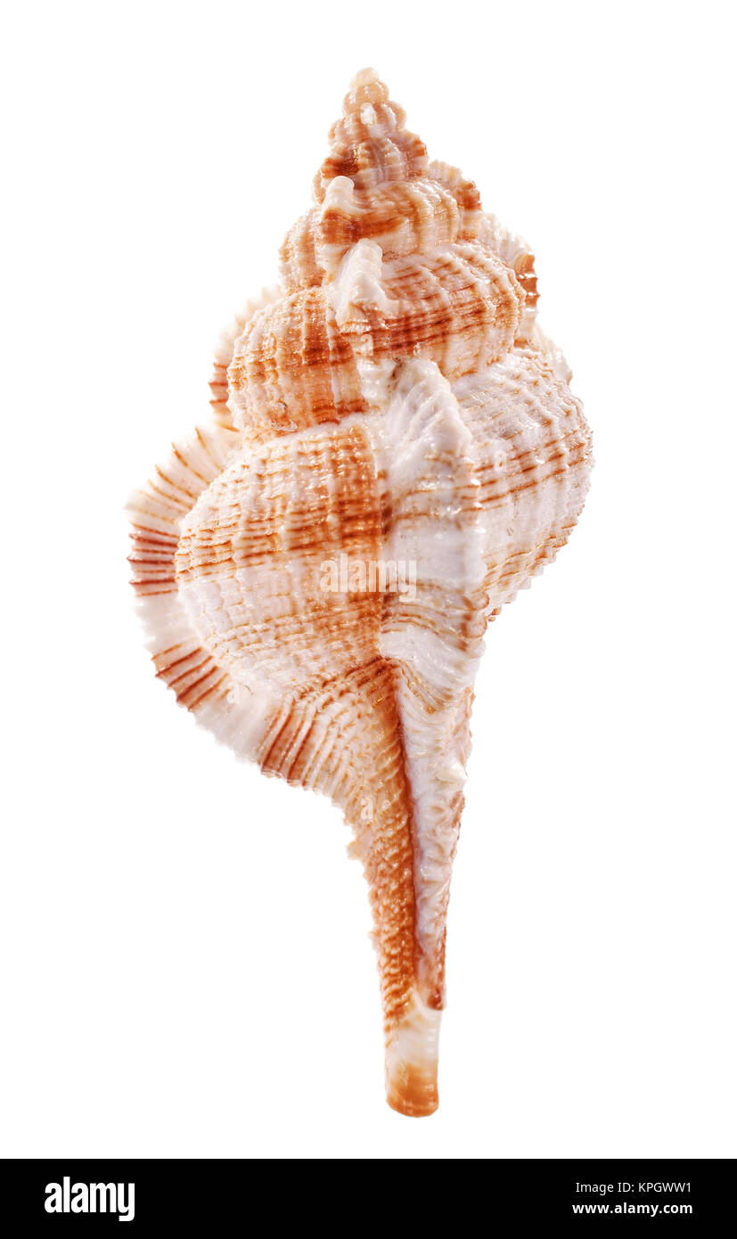 Sea shell isolated on white background Stock Photo - Alamy