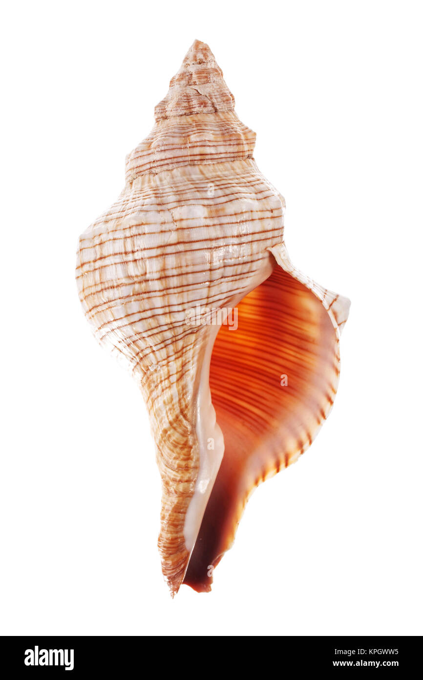 Sea shell isolated on white background Stock Photo - Alamy