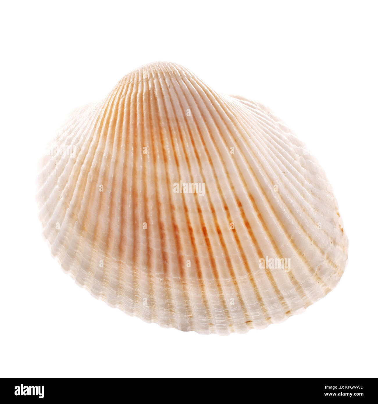 Sea shell isolated on white background Stock Photo - Alamy