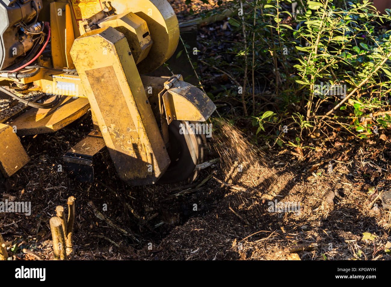 A stump grinder grinds away the stump of an old hazel tree to prevent ...