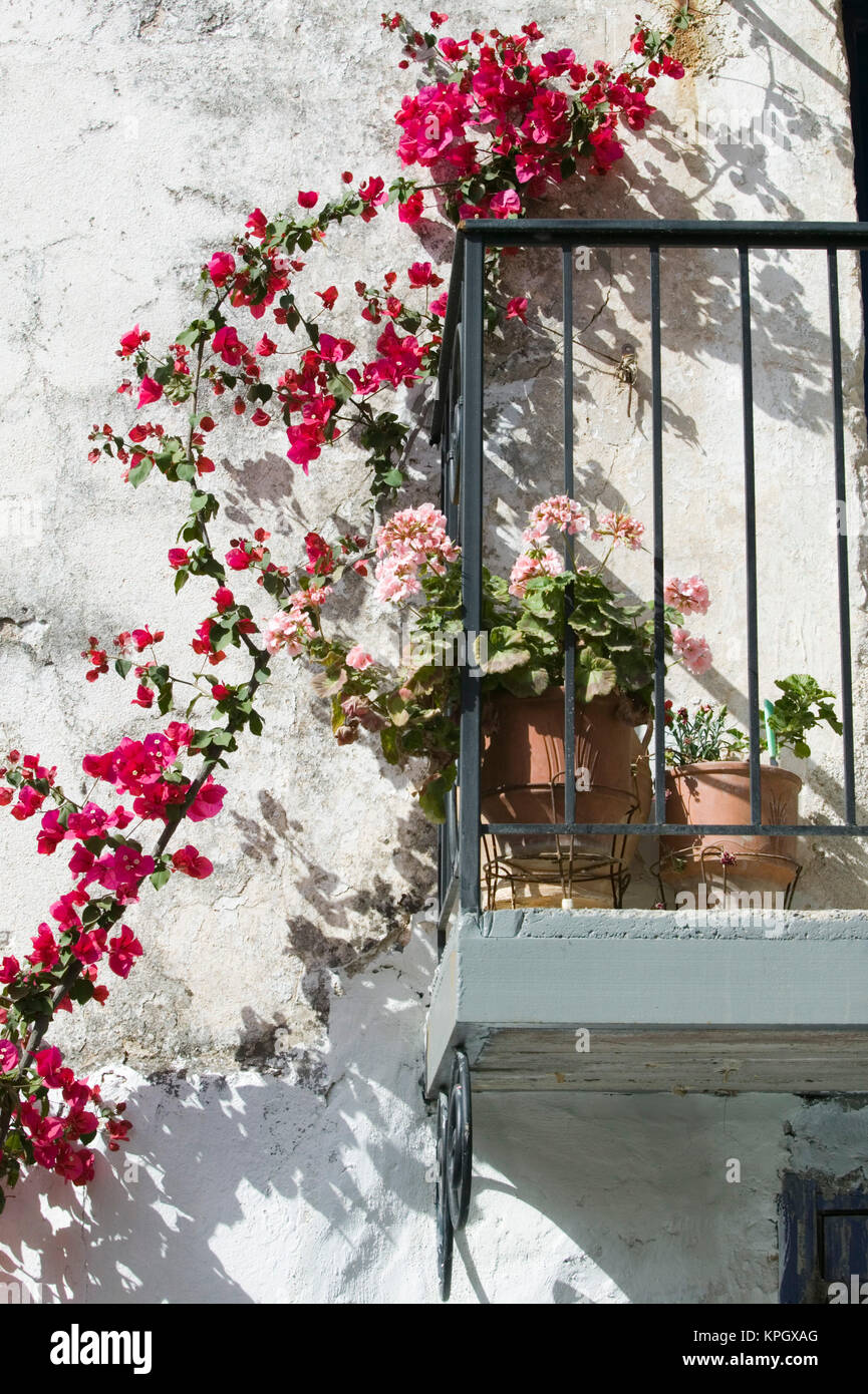 GREECE, CRETE, Hania Province, Vamos: Spring Flowers Detail Stock Photo ...