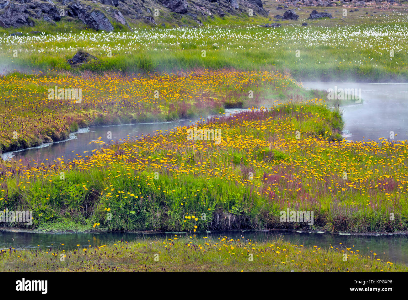 Flowers growing around geothermal hot spring, Iceland Stock Photo - Alamy