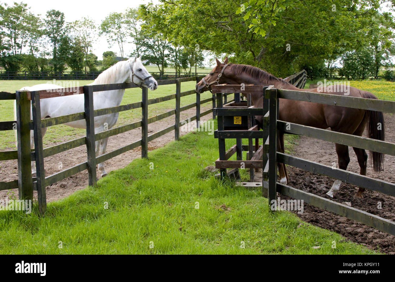 Ireland, County Kildare, breeding thoroughbreds Stock Photo - Alamy