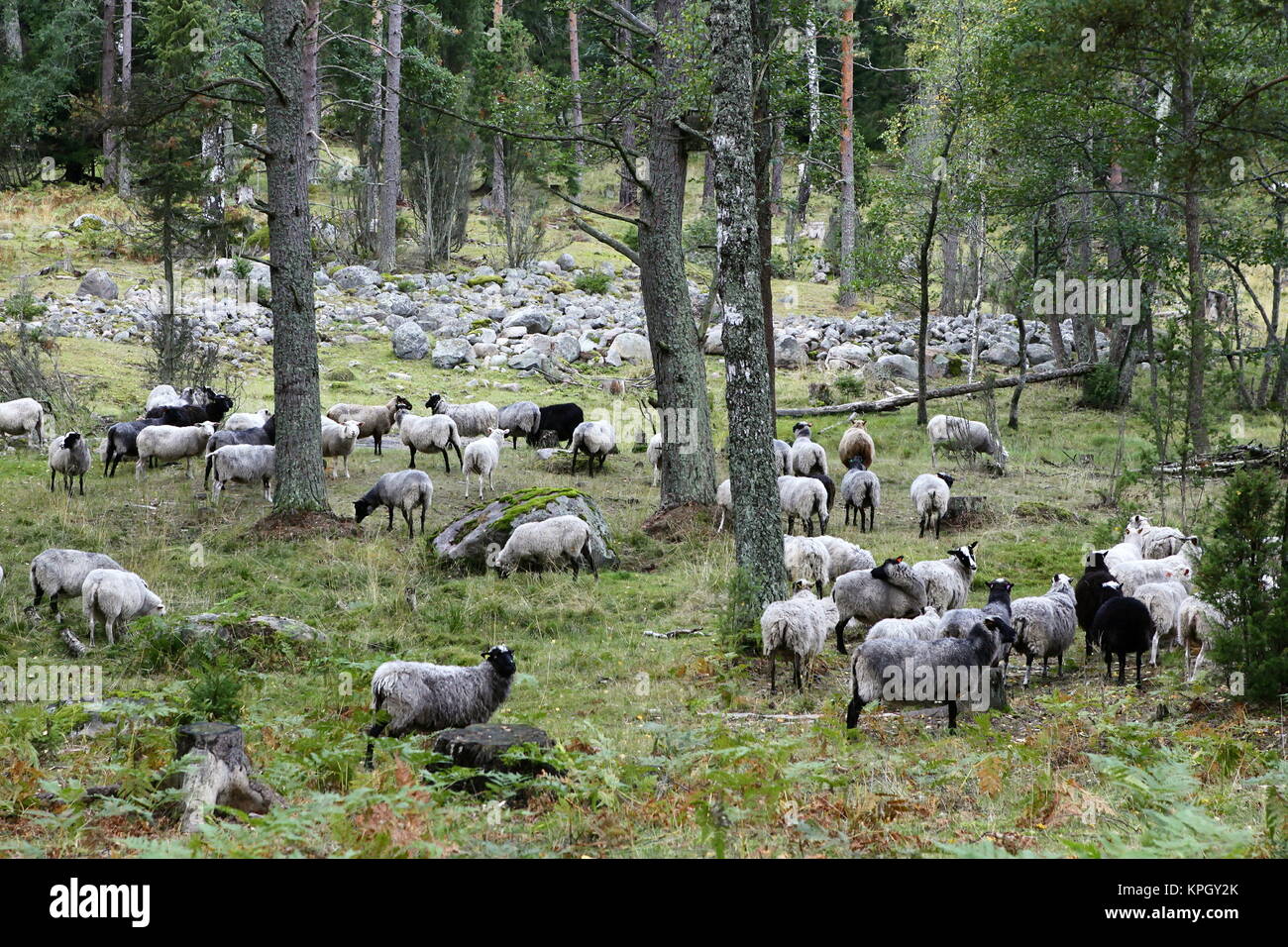 Mob of sheep hi-res stock photography and images - Alamy