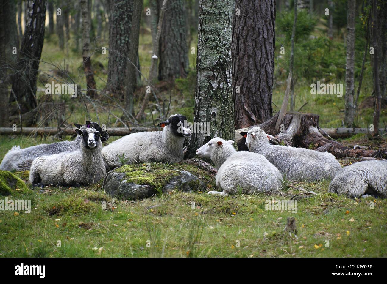 Mob of sheep hi-res stock photography and images - Alamy