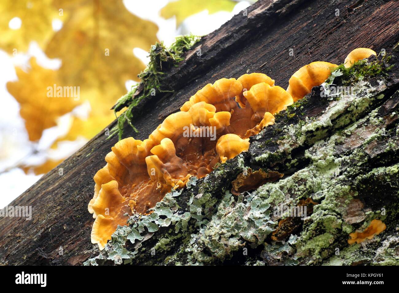 Bleeding oak crust, Stereum gausapatum, beautiful golden fungi from ...