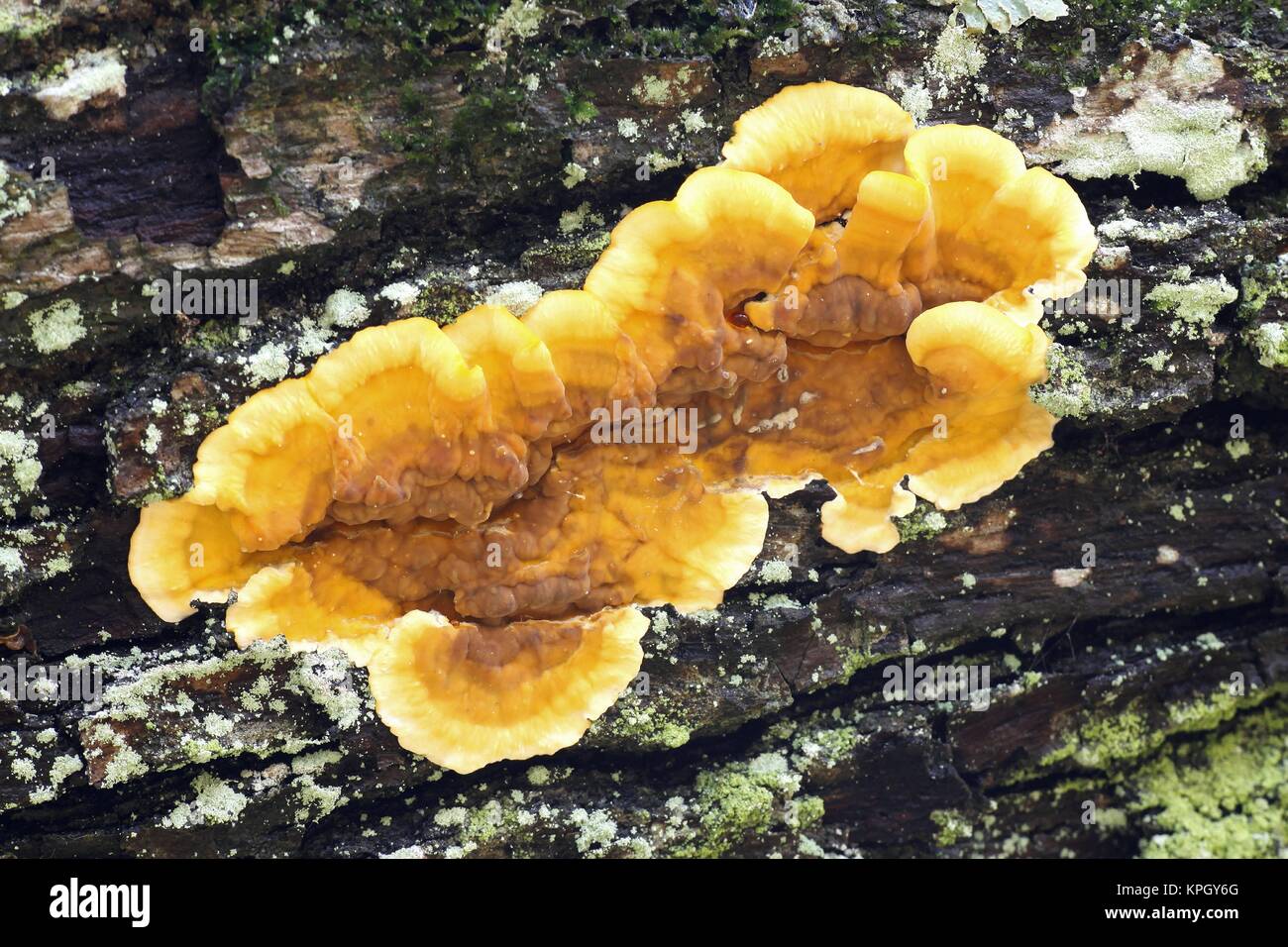 Bleeding oak crust, Stereum gausapatum, beautiful golden fungi from ...