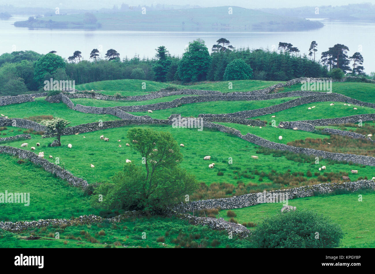 Ireland, County Mayo. Grazing sheep and stone walls Stock Photo - Alamy