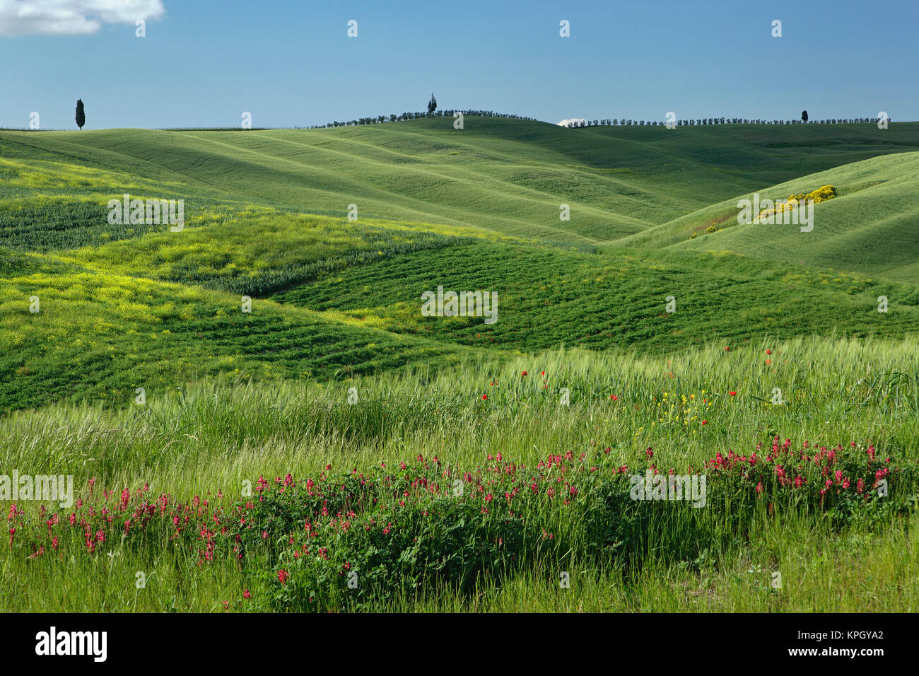 Wheat field in Tuscany region of Italy Stock Photo - Alamy
