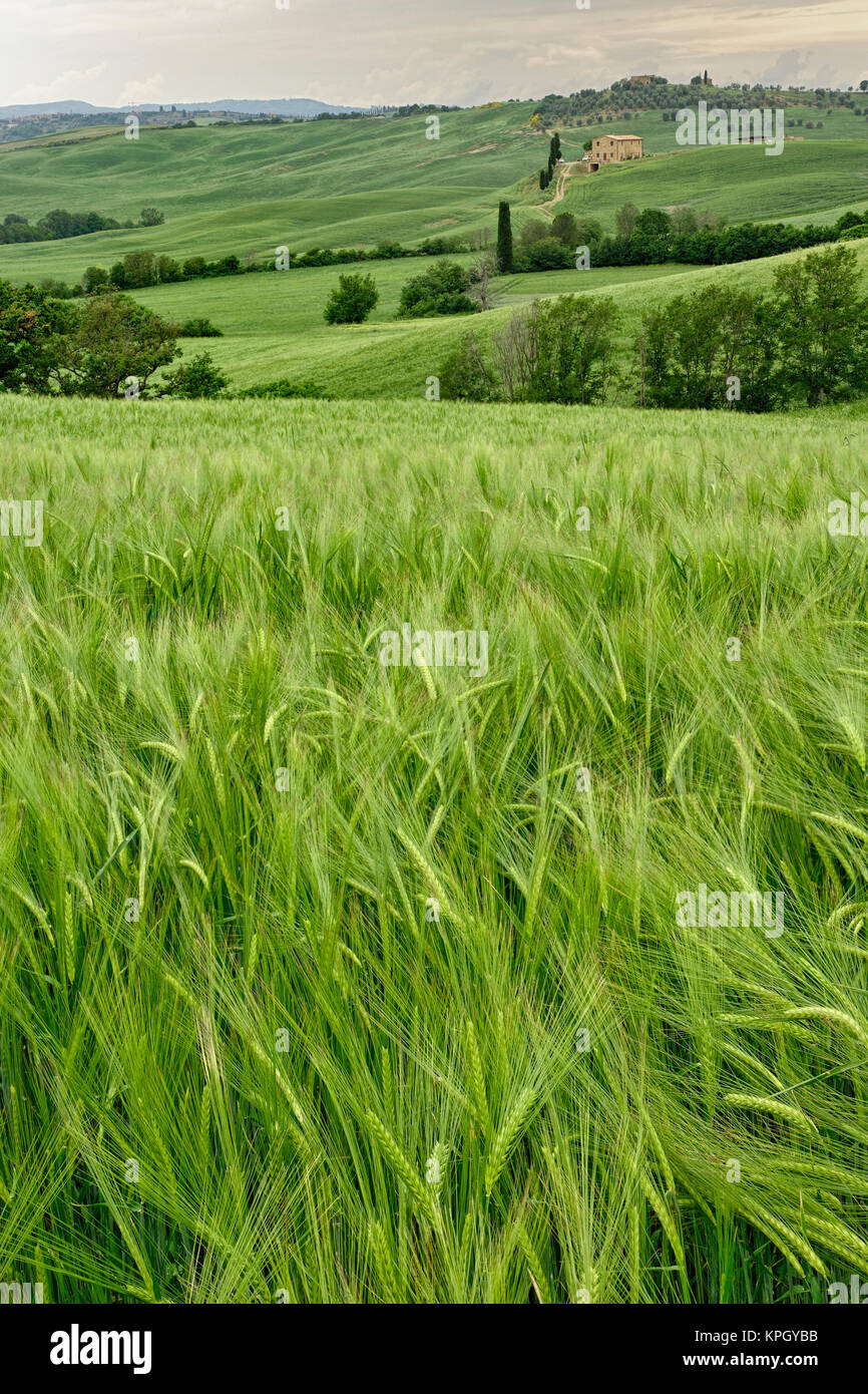 Agricultural wheat field, Tuscany region of Italy Stock Photo - Alamy